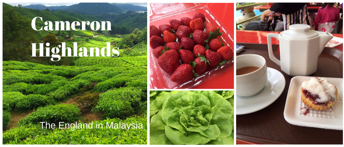 Experience everything British in the Cameron highlands – tea ...